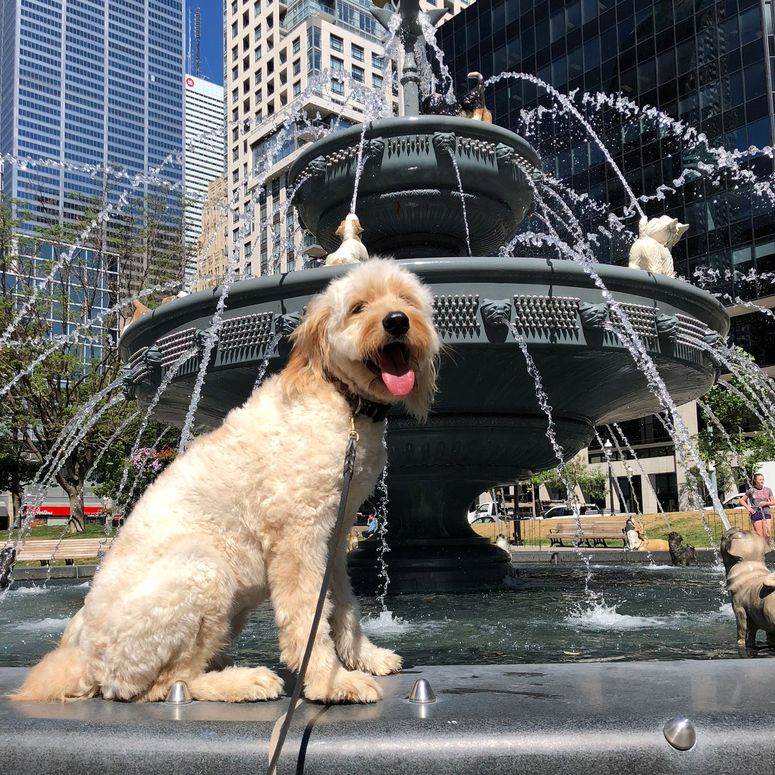 Toronto for Dog Lovers | The Anndore House