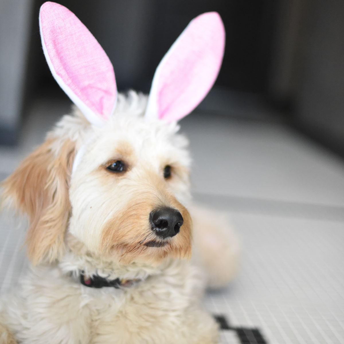 Toronto for Dog Lovers | The Anndore House